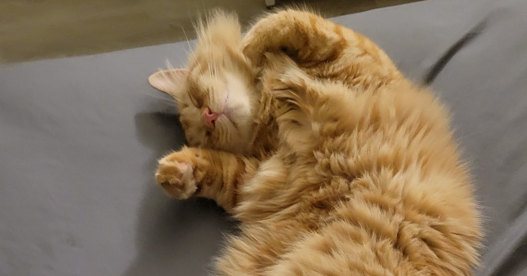 Happy Tails – harleys hope